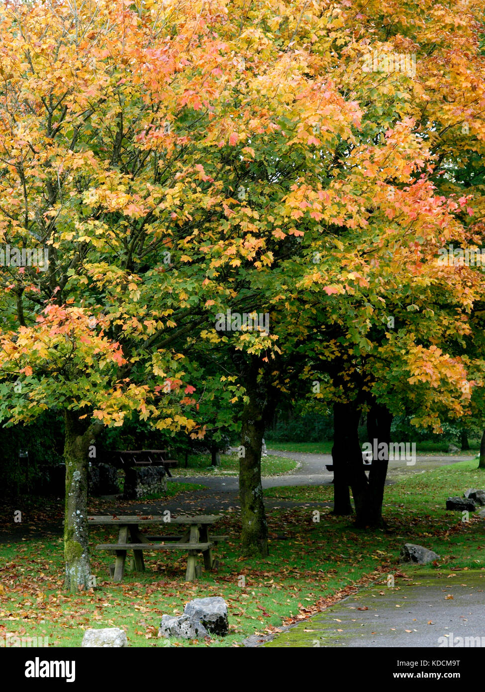 Picnic under tree hi-res stock photography and images - Alamy