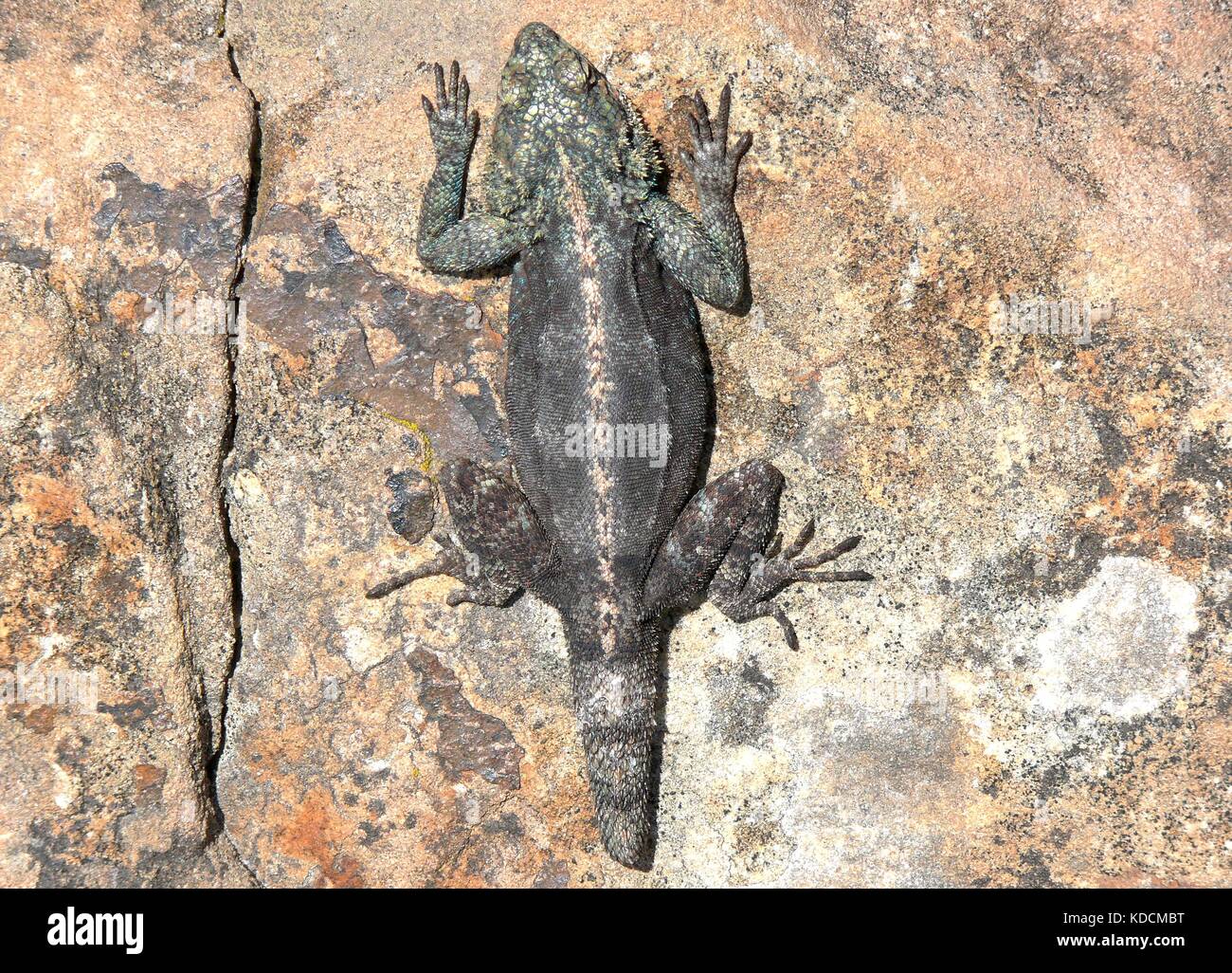 Tree Agama Lizard on Lion's Head, Cape Town Stock Photo - Alamy