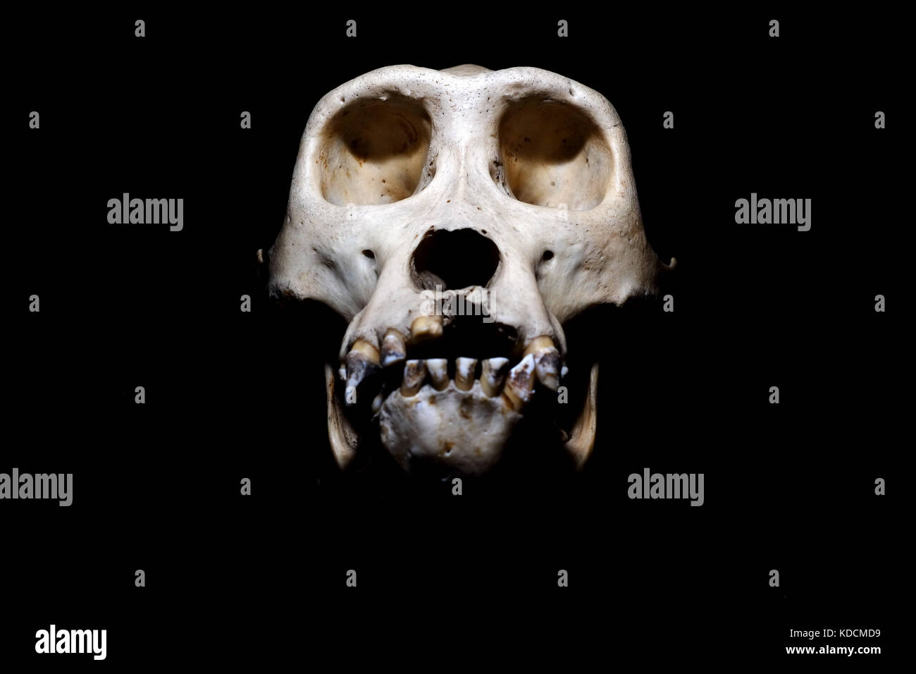 Gorilla skeleton hi-res stock photography and images - Alamy