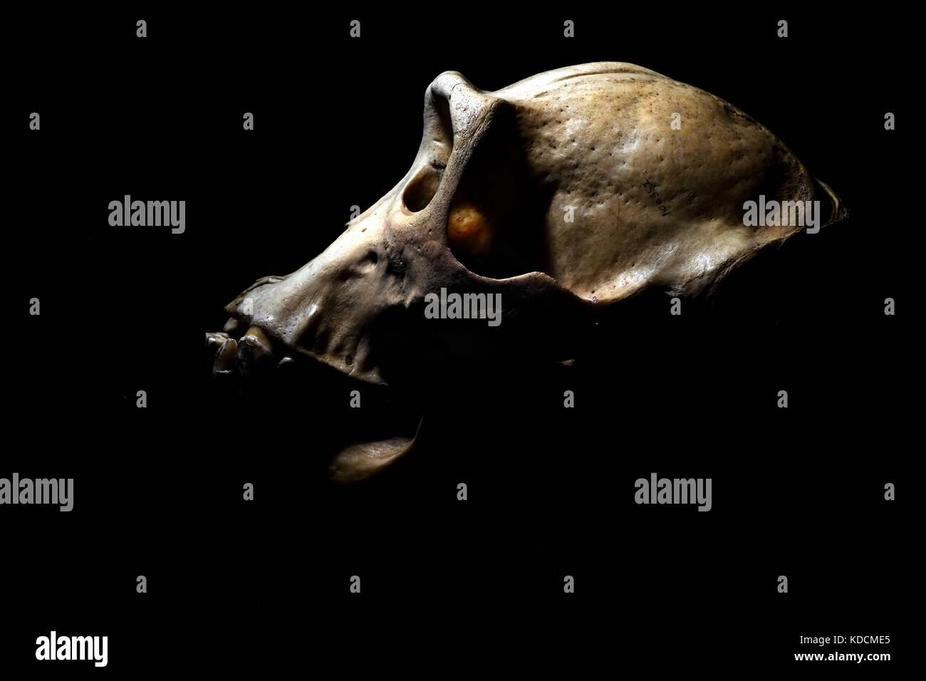 Gorilla skeleton hi-res stock photography and images - Alamy