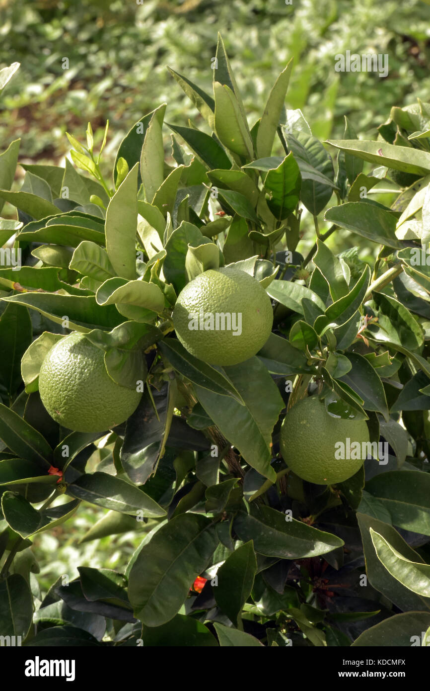 some lemons or limes growing wild on a tree in corfu on the greek ...
