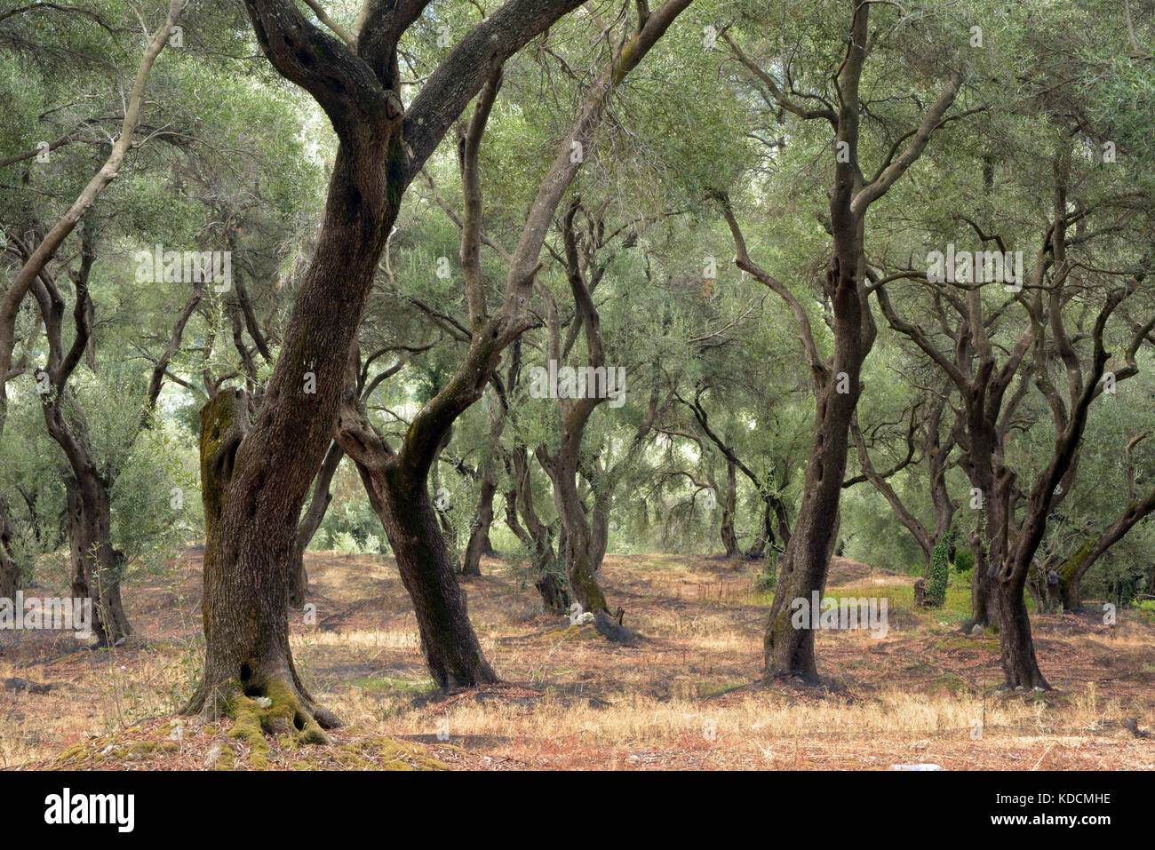 Eerie forests hi-res stock photography and images - Alamy