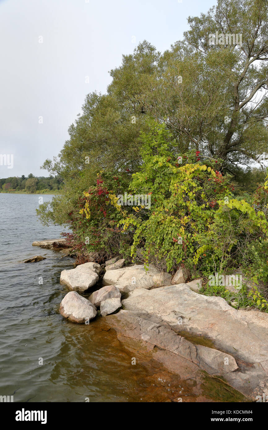 Trees and rocks on the shore of a bay along the St Lawrence River at ...