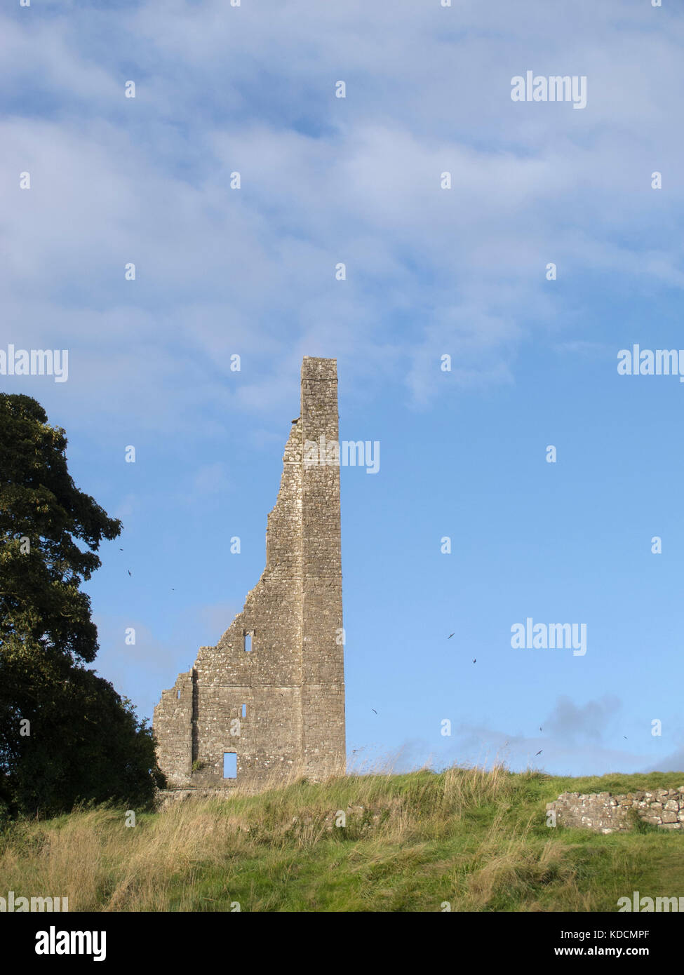 Yellow Steeple in Trim, County Meath, Ireland Stock Photo - Alamy
