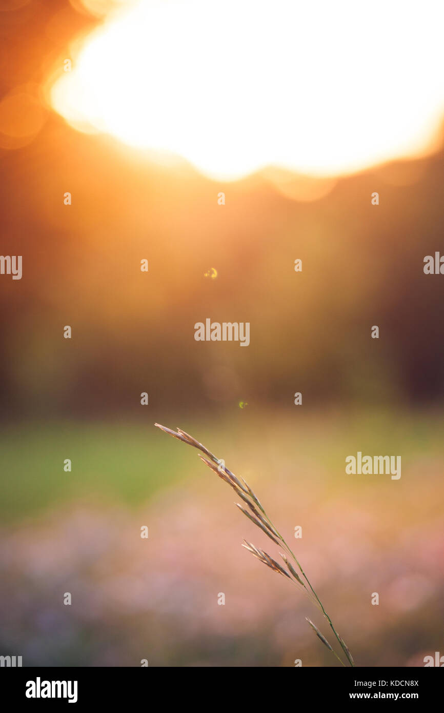 Prairie grass sunset hi-res stock photography and images - Alamy