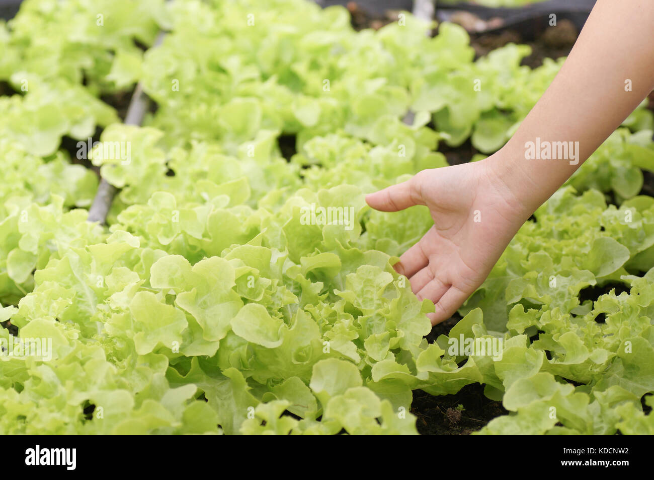 hand get organic vegetable Stock Photo - Alamy
