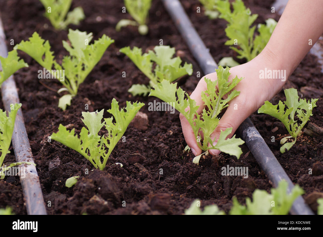 hand get organic vegetable Stock Photo - Alamy