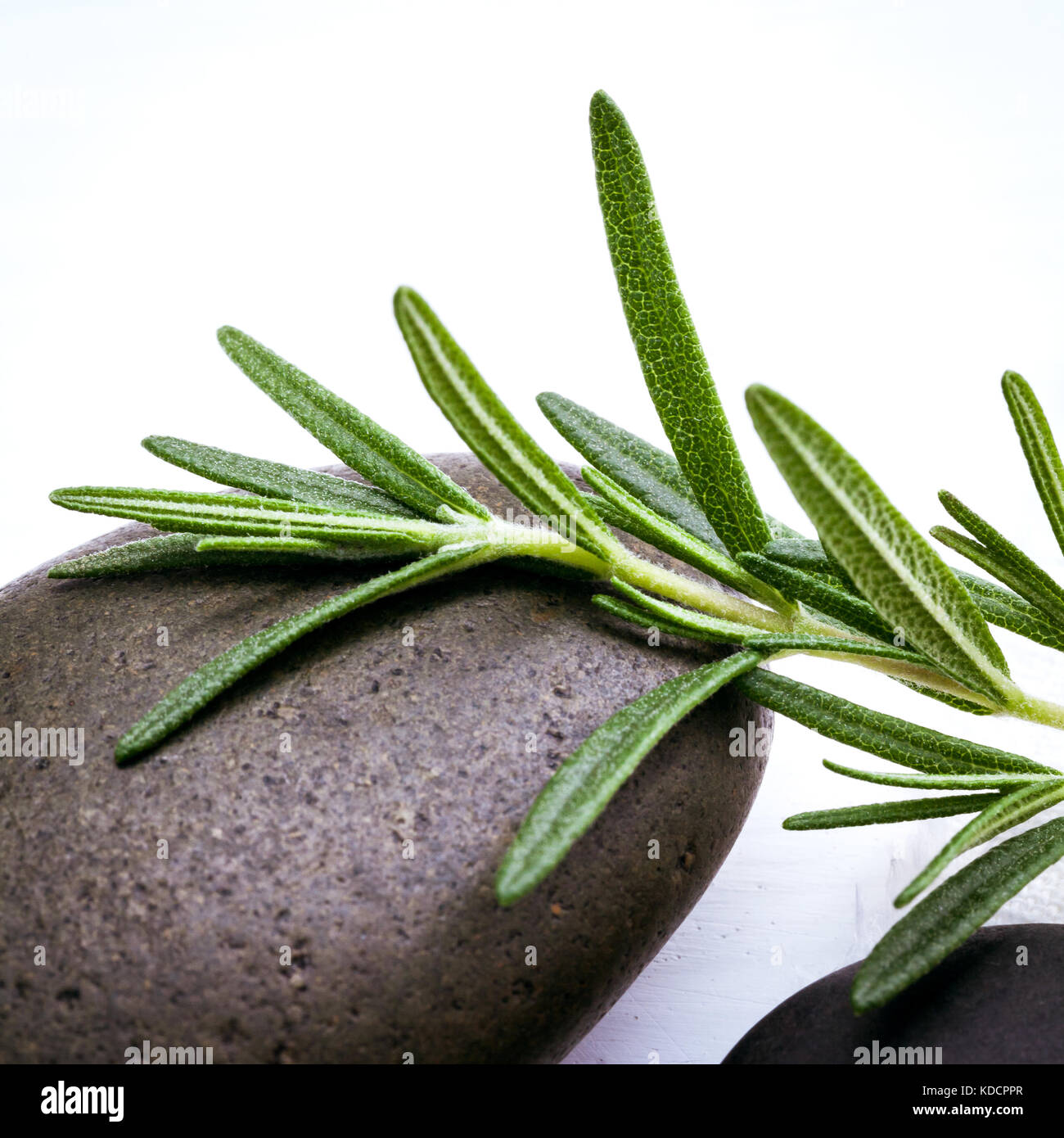 Close up branch of fresh rosemary on spa stone setup on white wooden ...