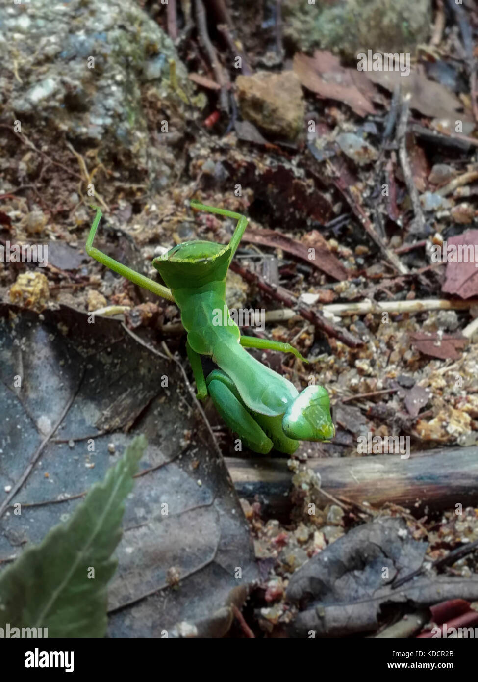 Close-up of a praying Mantis, Mantidae, rainforest, malaysia Stock ...