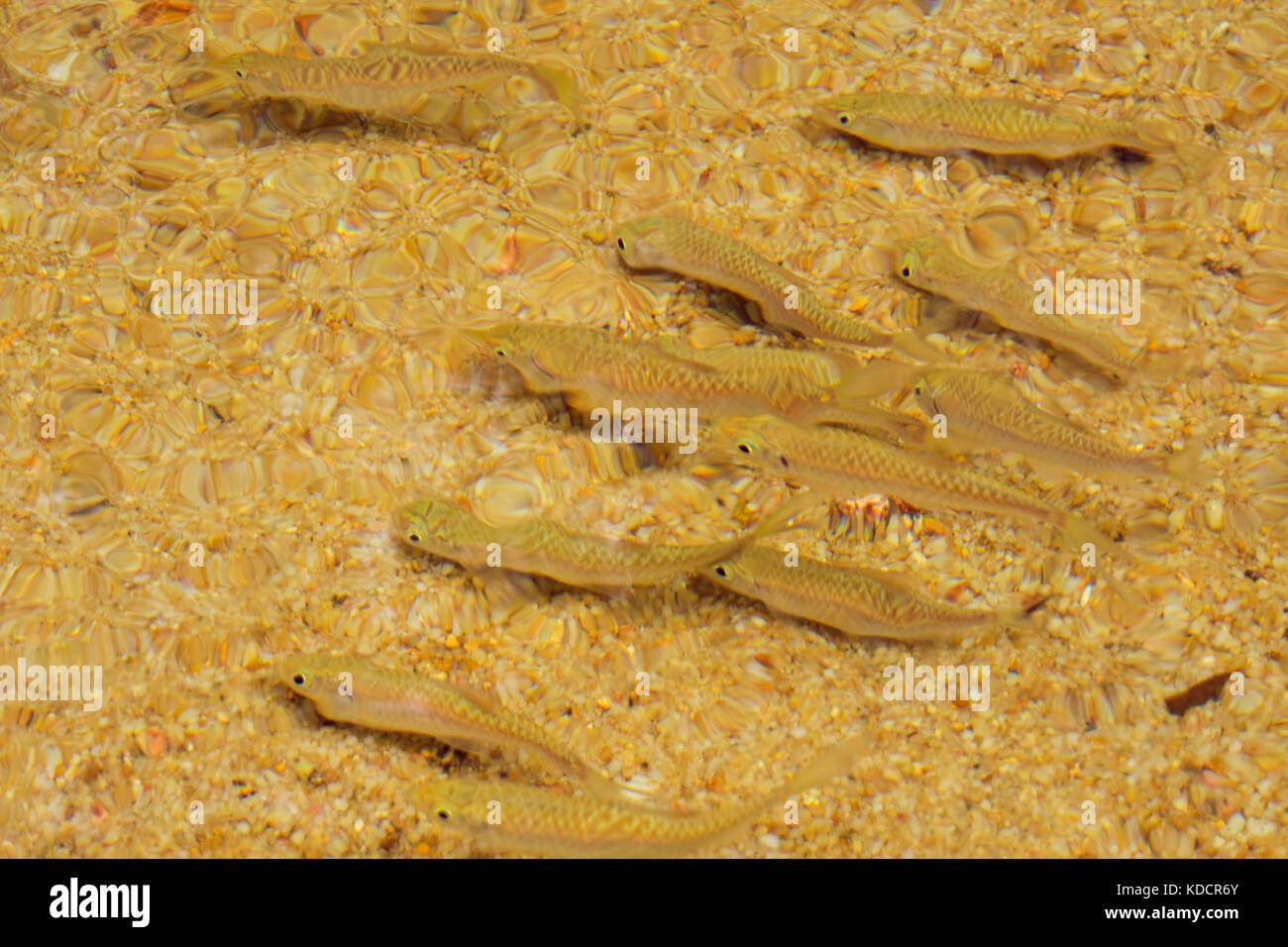 Spring fish eye hi-res stock photography and images - Alamy