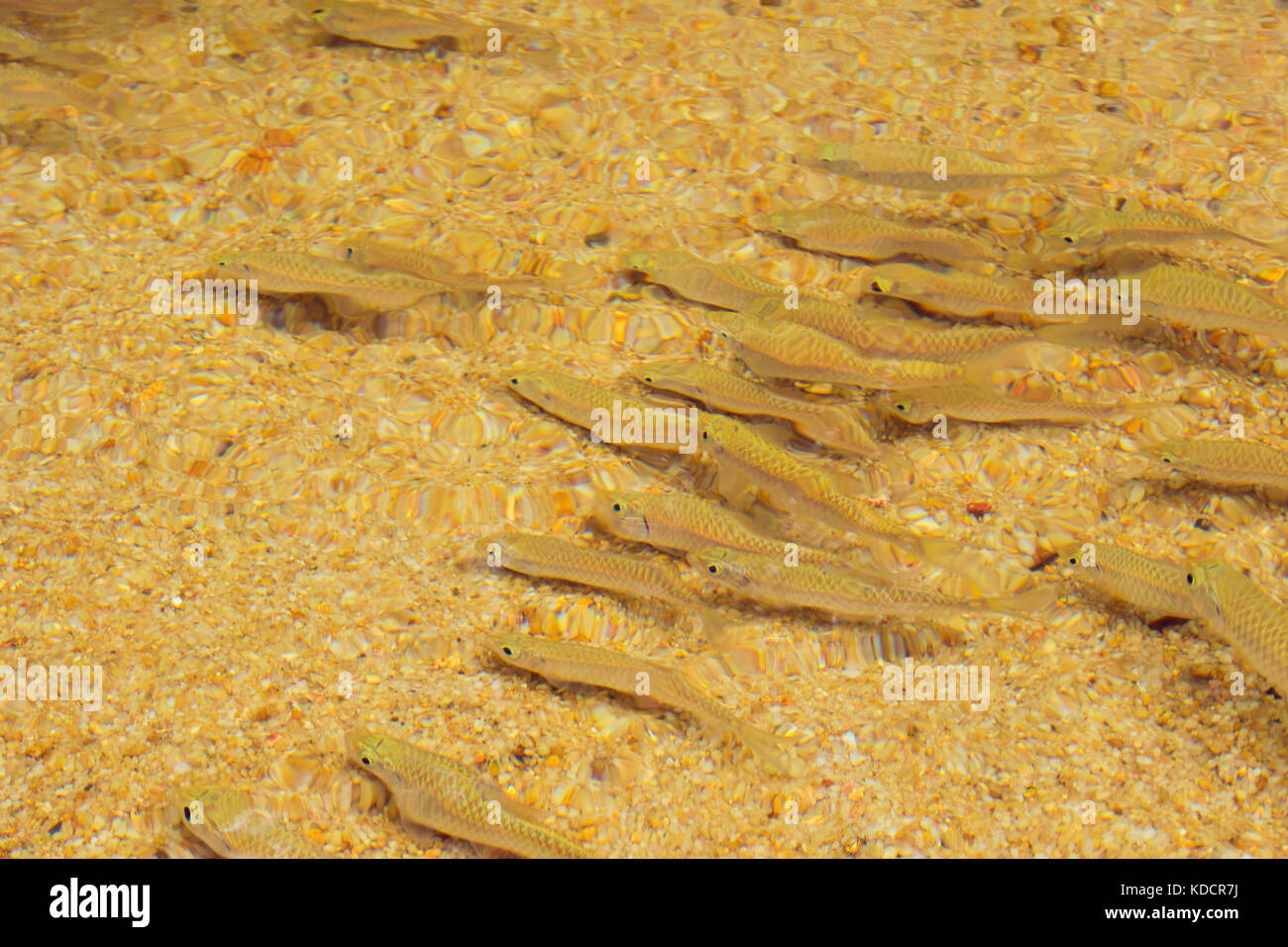 tropical fish swim in clear water spring Stock Photo - Alamy