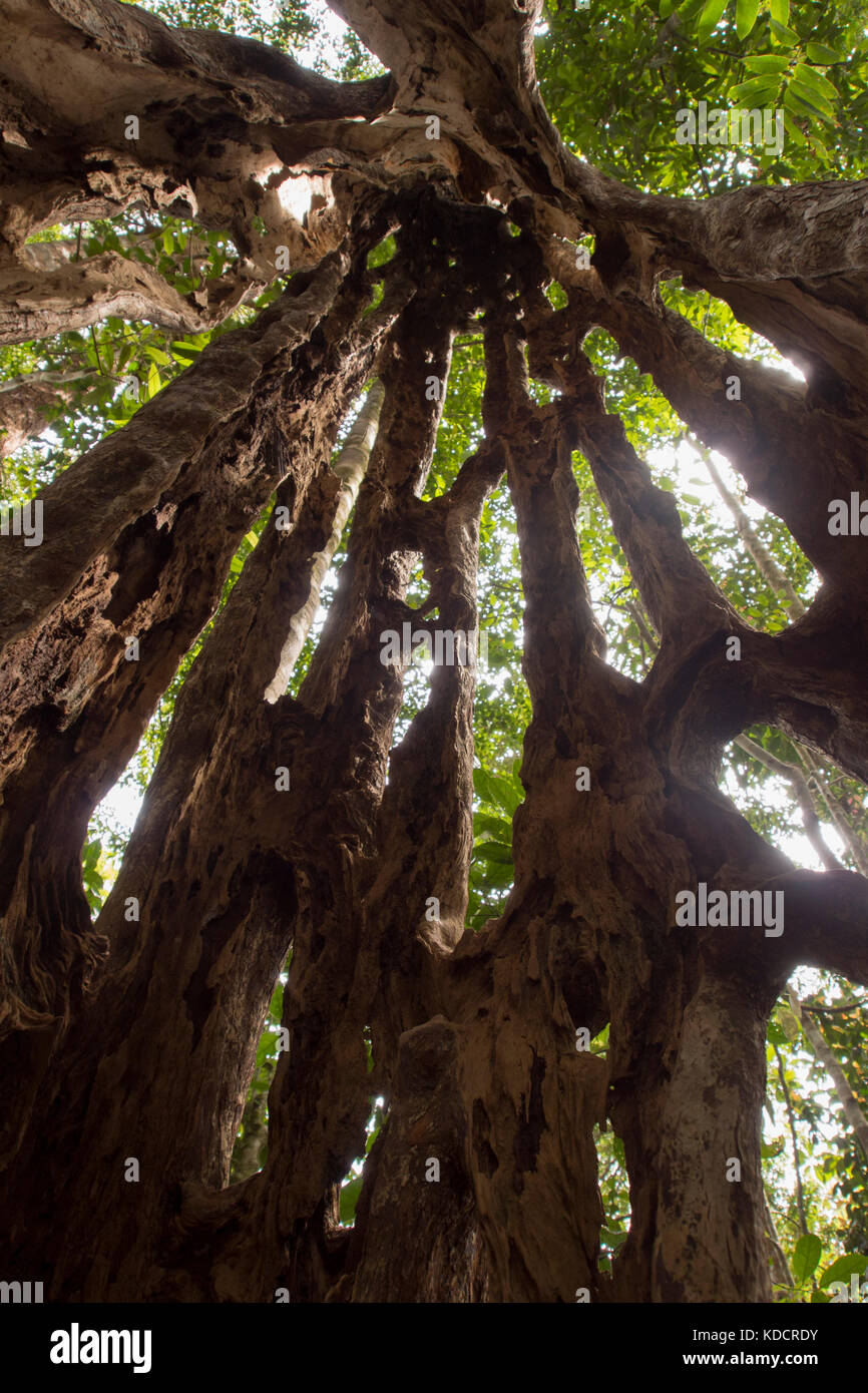 sky view through a hollow tree or tree hole in tropical rainforest ...