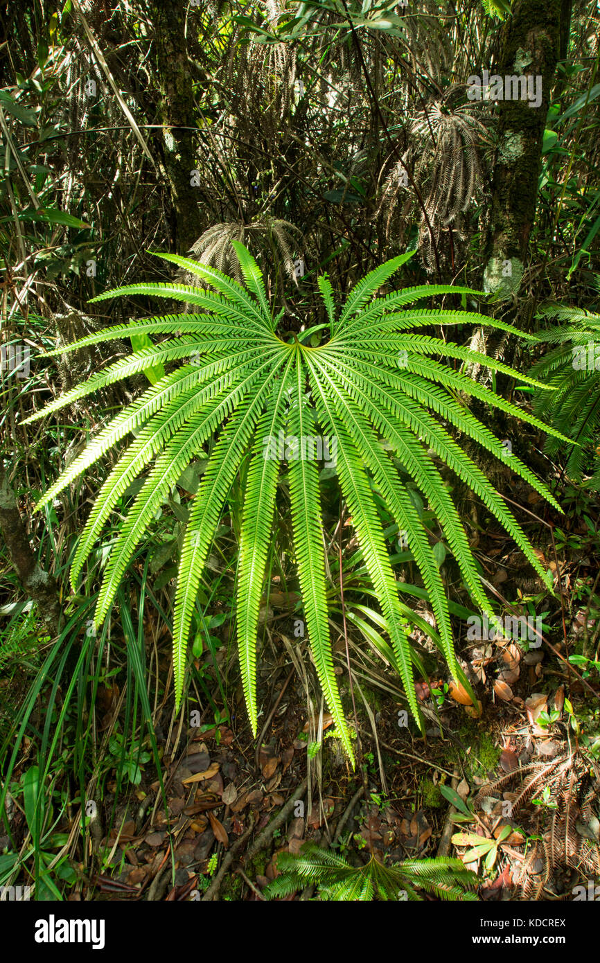 close up view of wild fern in tropical rainforest Stock Photo - Alamy