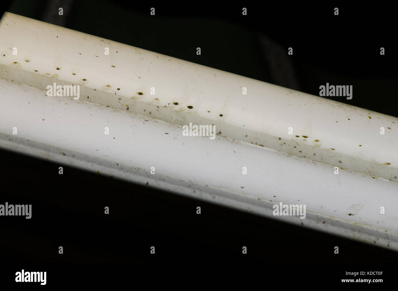 Fluorescent bugs hi-res stock photography and images - Alamy