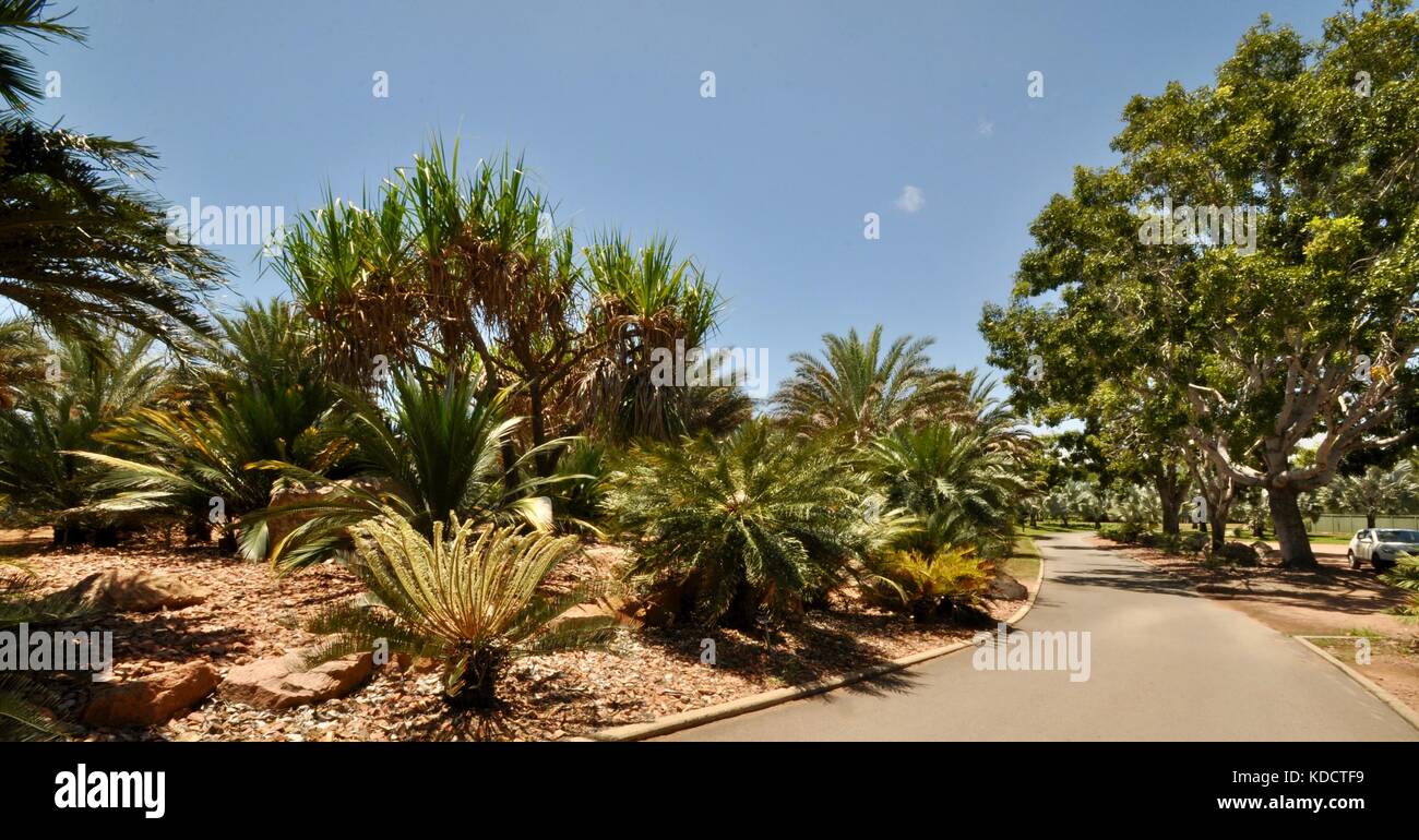 Australian Cycad High Resolution Stock Photography and Images - Alamy