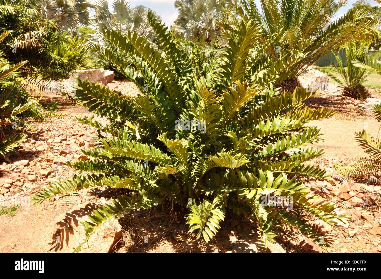 Australian cycad hi-res stock photography and images - Alamy