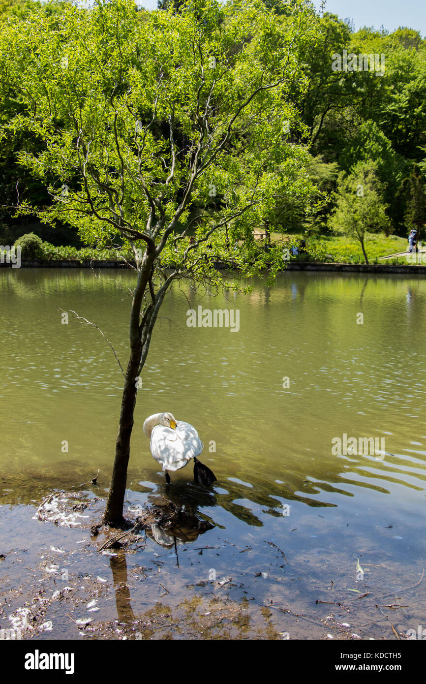 Single swans lives in the natural environment Stock Photo - Alamy