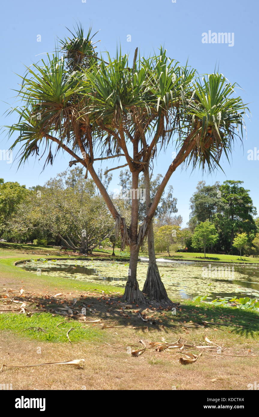 Pandanus near the lakes in Anderson Park Botanical Gardens, Townsville ...