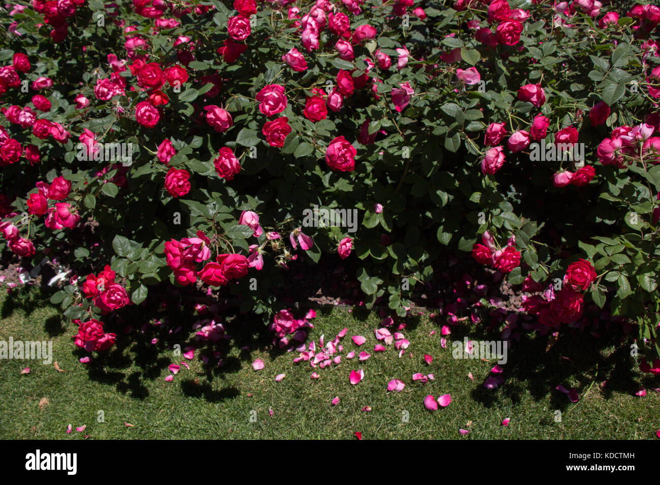Blooming beautiful colorful roses in the garden background Stock Photo ...