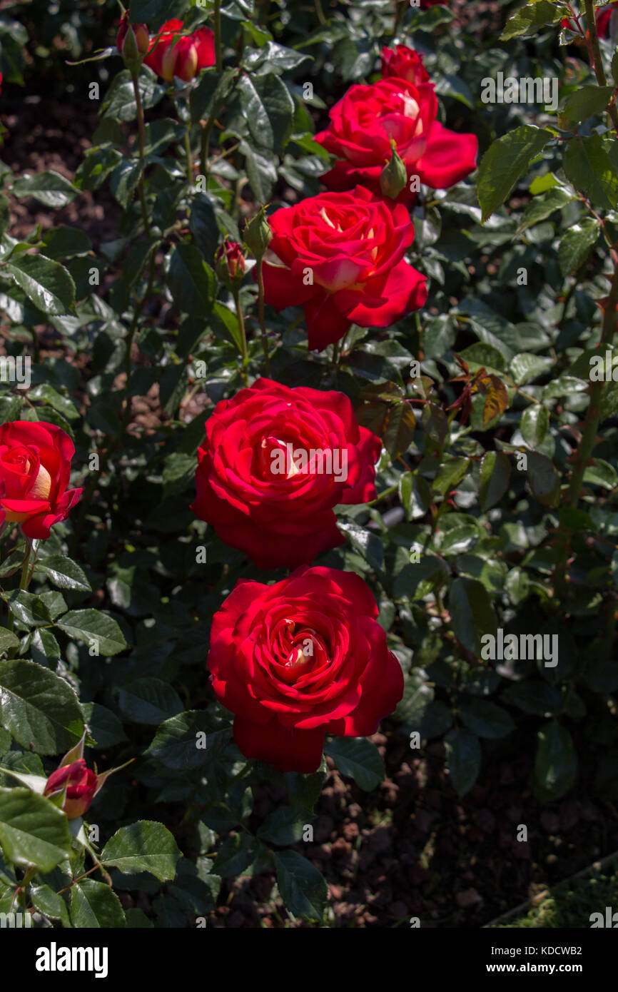 Blooming beautiful colorful roses in the garden background Stock Photo ...