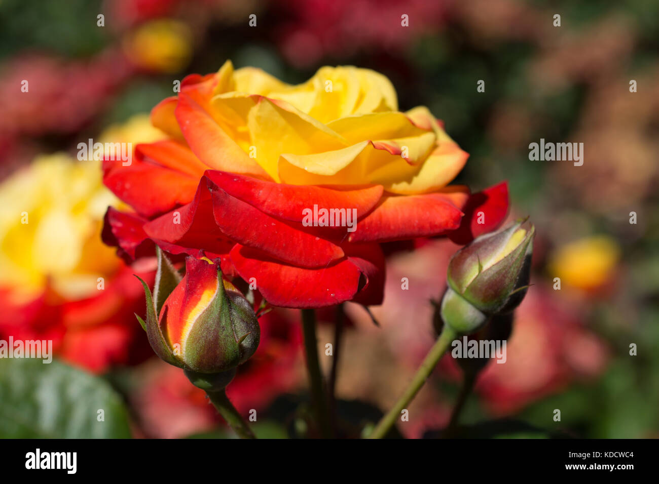 Beautiful fresh roses in close up view Stock Photo - Alamy