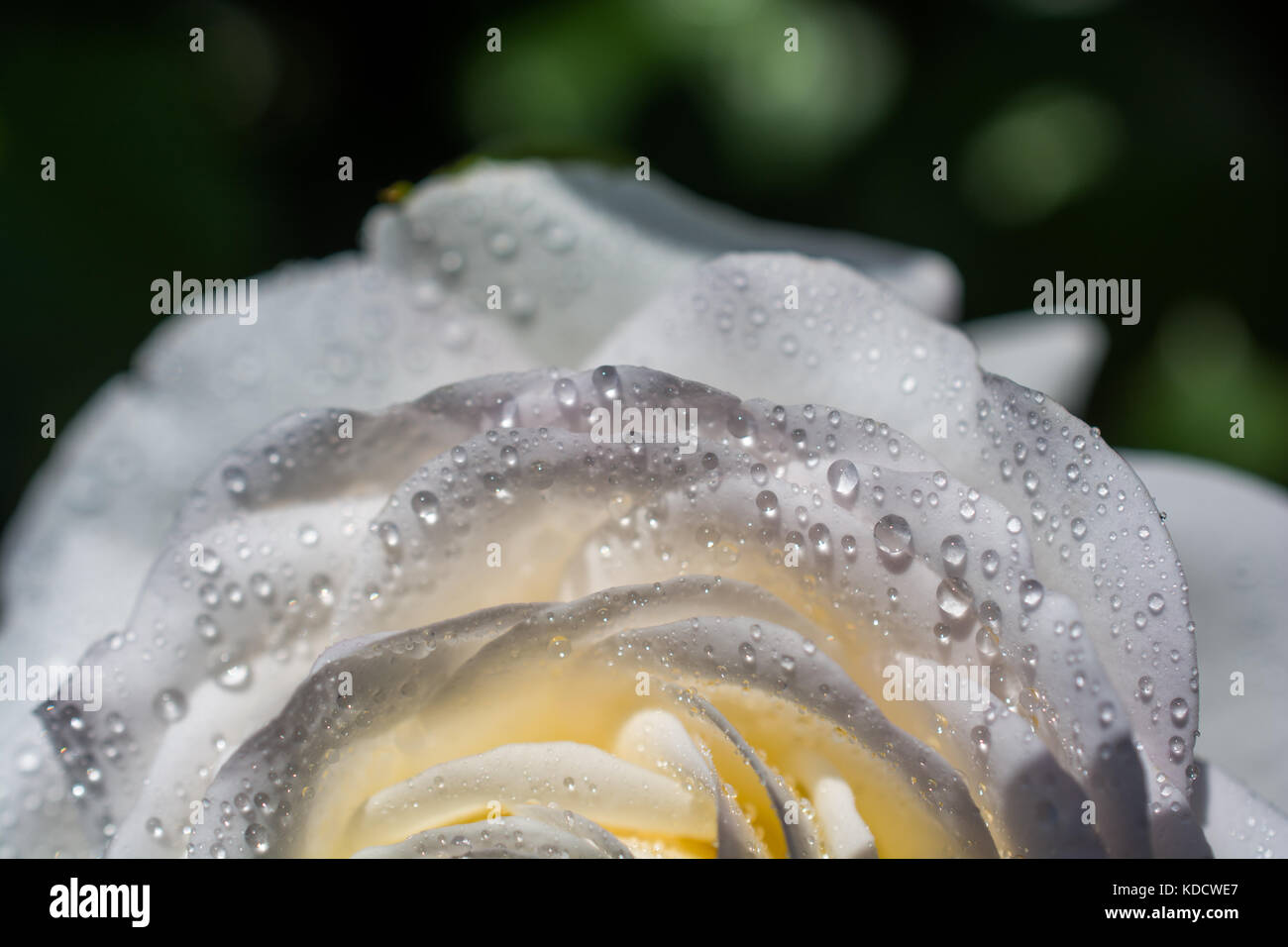 Beautiful colorful Rose with water drops on it Stock Photo - Alamy