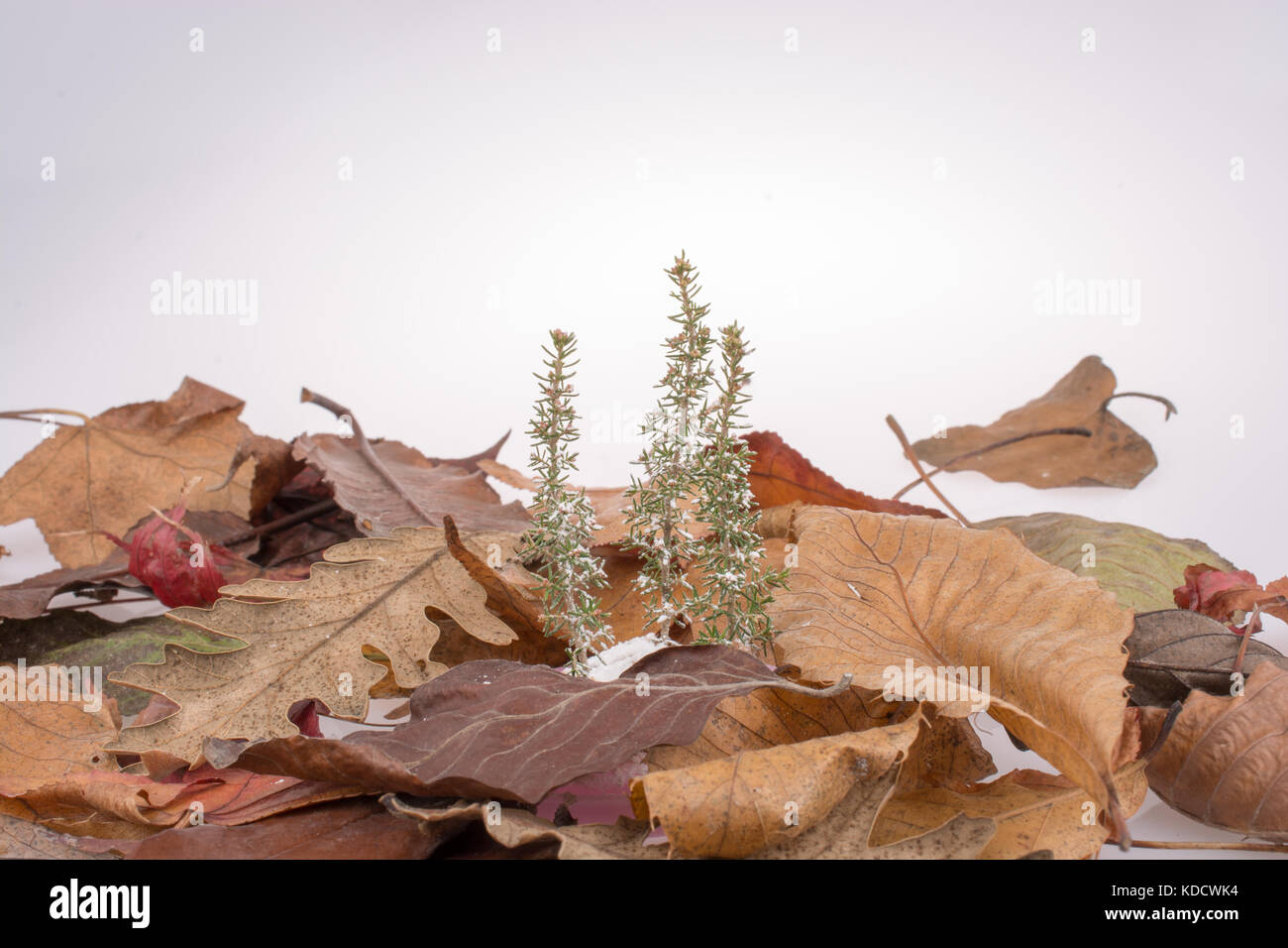 Dry tree leaf as an Autumn background Stock Photo - Alamy