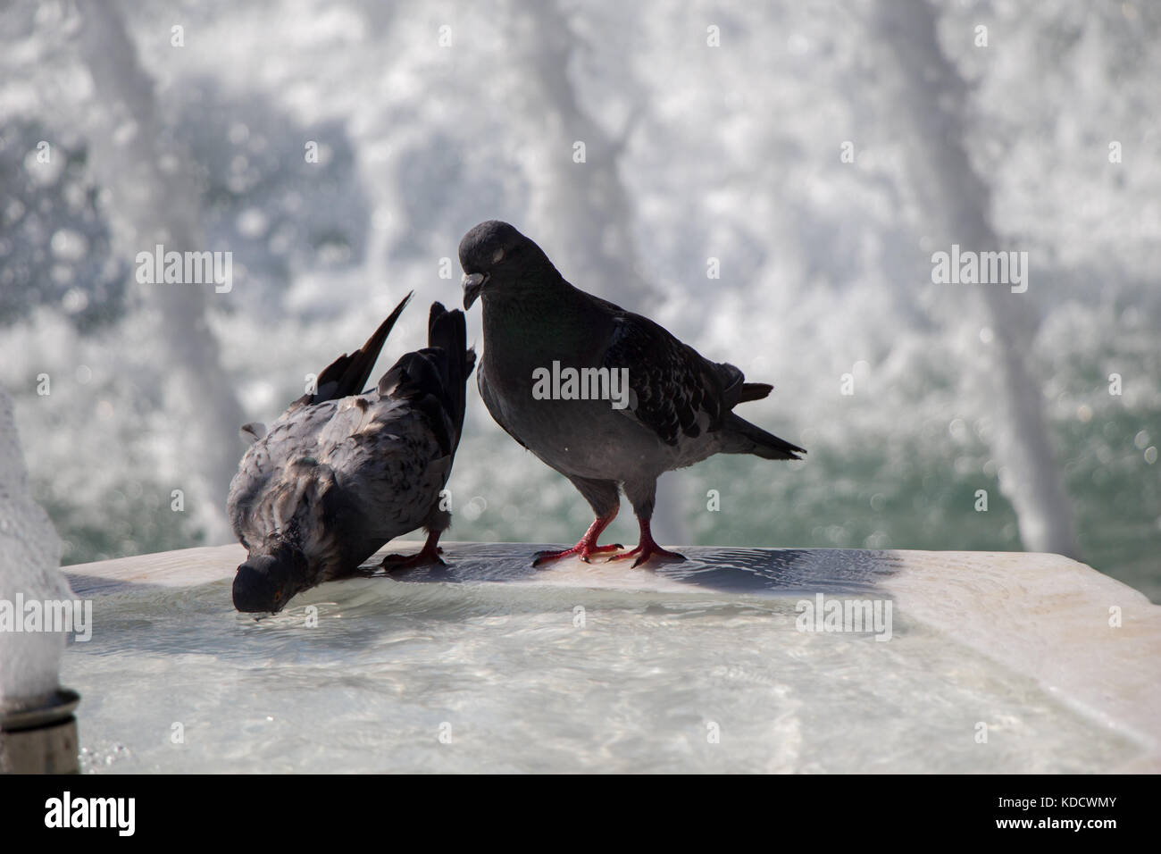 City pigeons by the side of water at a fountain Stock Photo - Alamy
