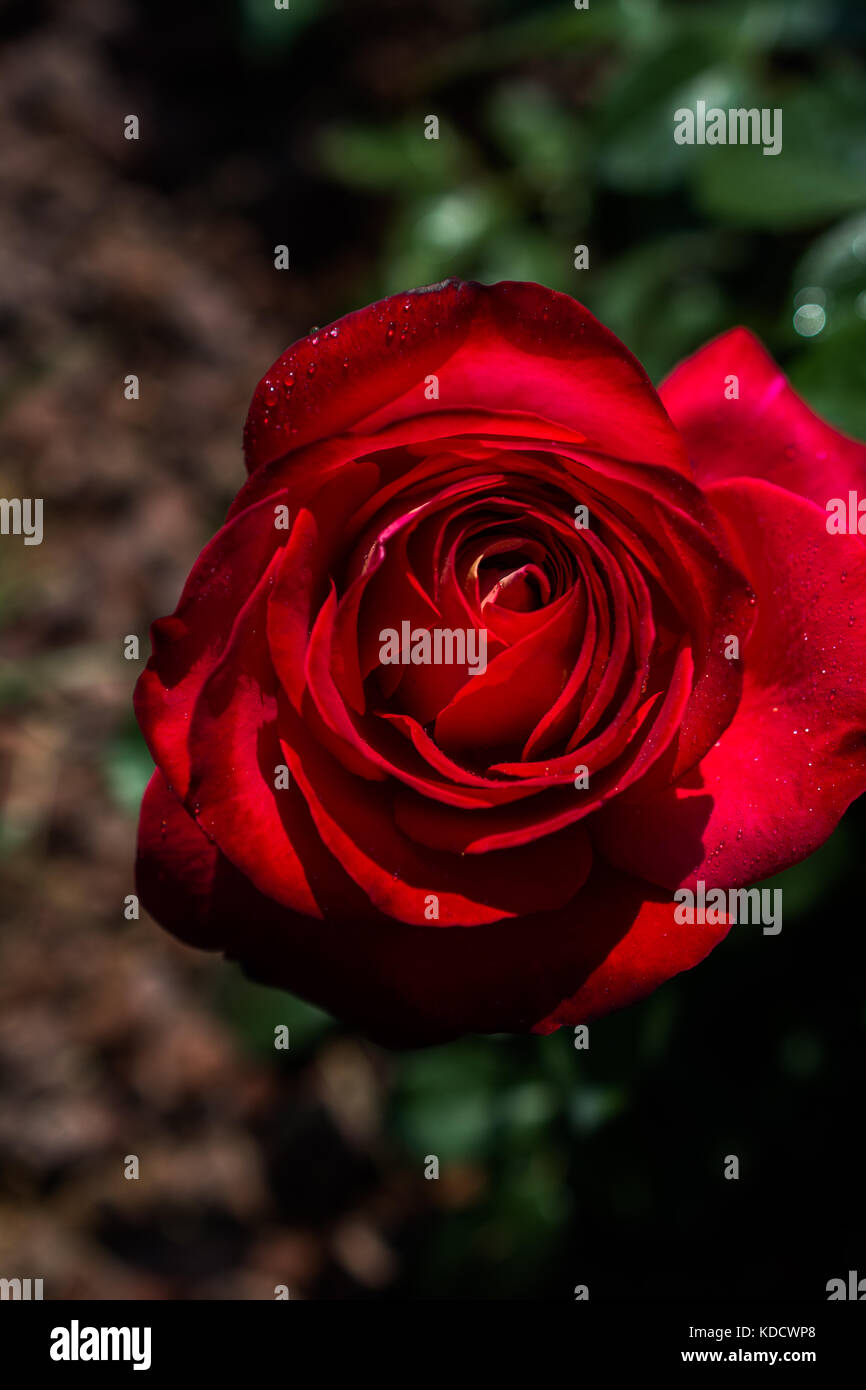 Beautiful fresh roses in close up view Stock Photo - Alamy