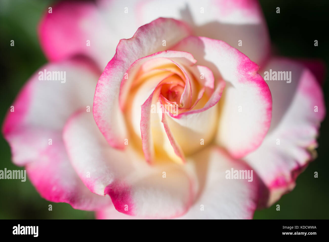 Beautiful fresh roses in close up view Stock Photo - Alamy