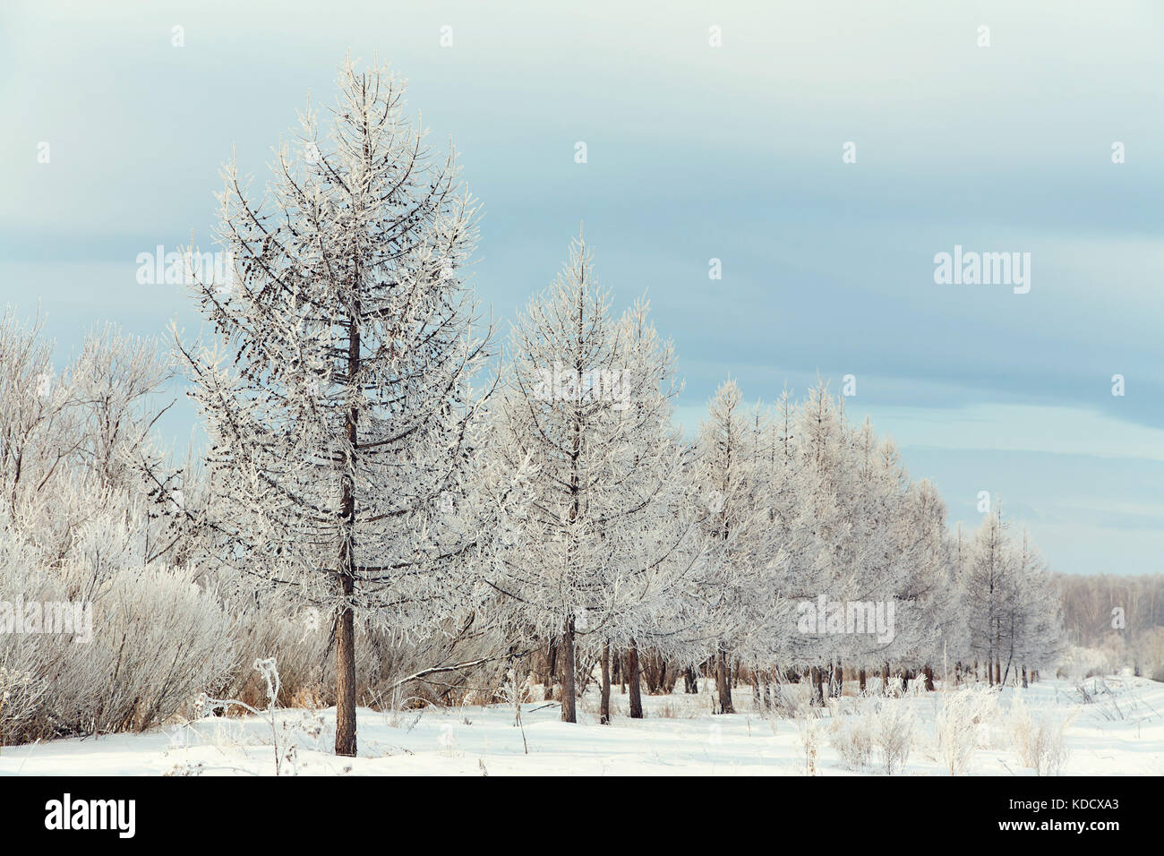 scenic winter landscape. view trees with snow Stock Photo - Alamy