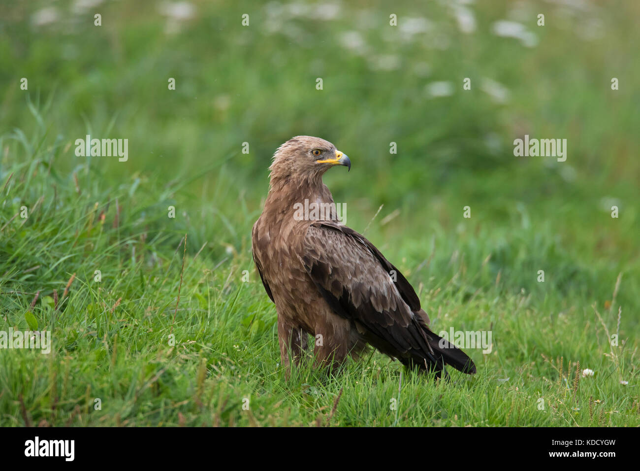 Lesser spotted eagle (Clanga pomarina / Aquila pomarina) looking ...