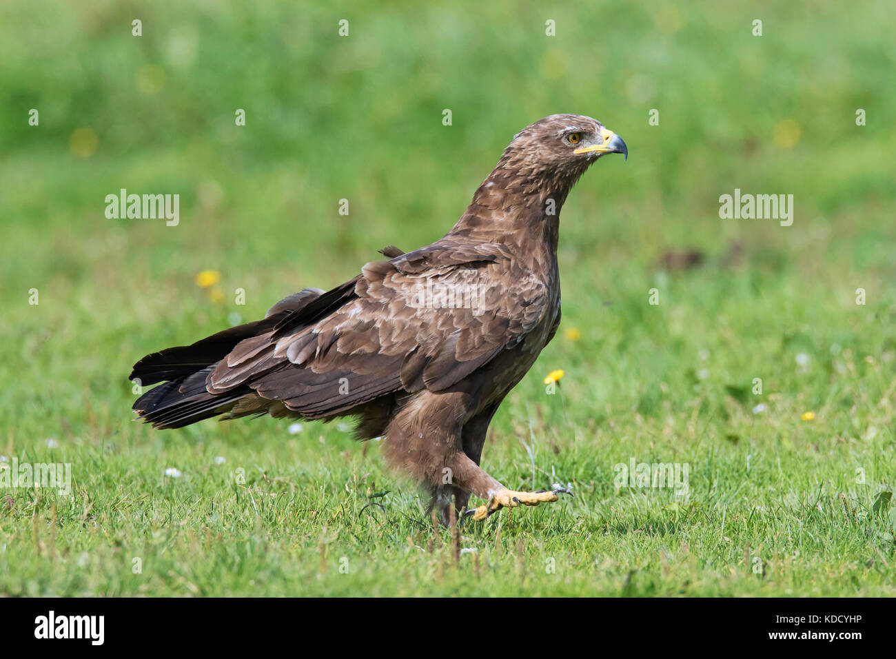 Lesser spotted eagle (Clanga pomarina / Aquila pomarina) in grassland ...