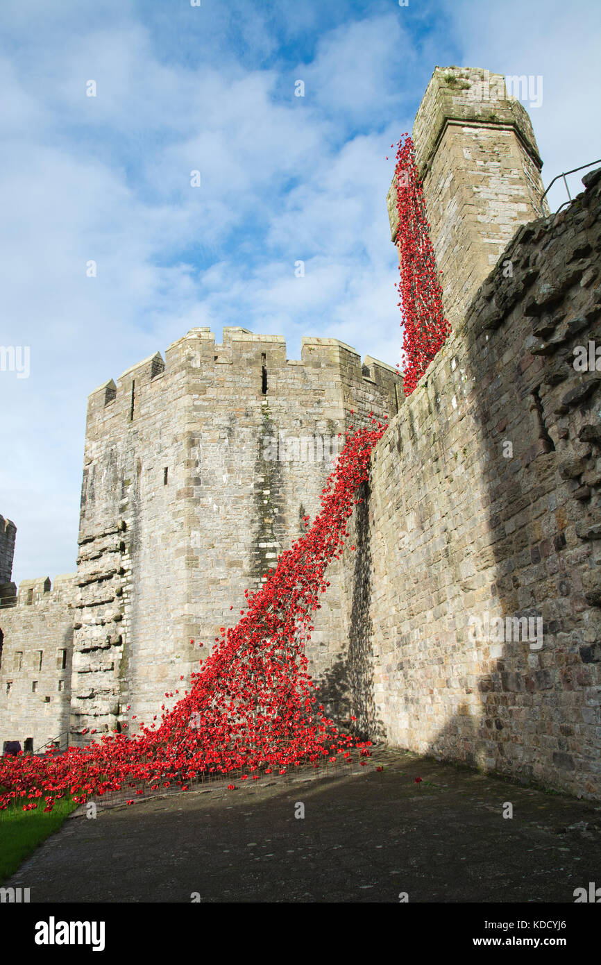 Red poppy cascade hi-res stock photography and images - Alamy