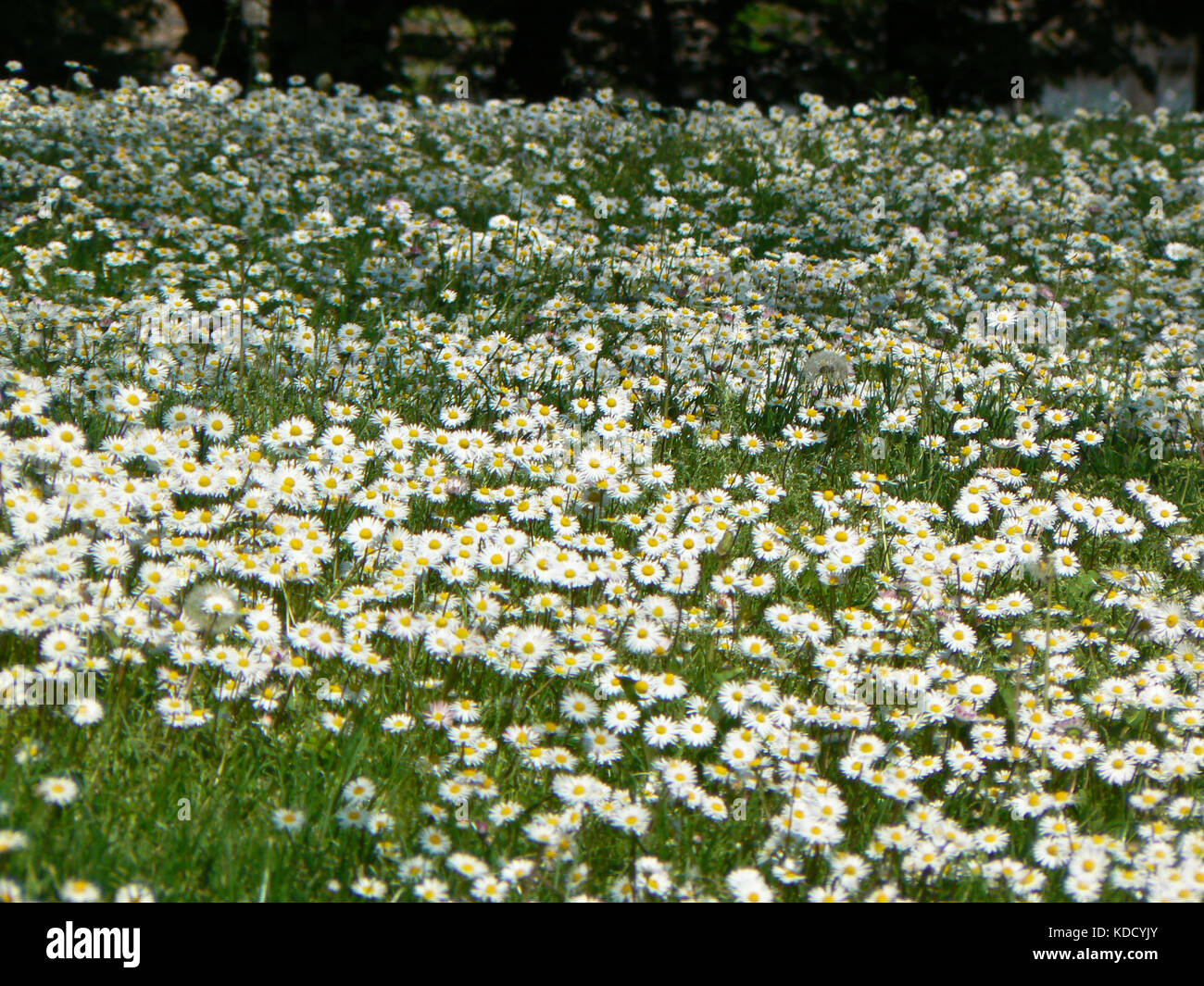 Daisies desktop hi-res stock photography and images - Alamy