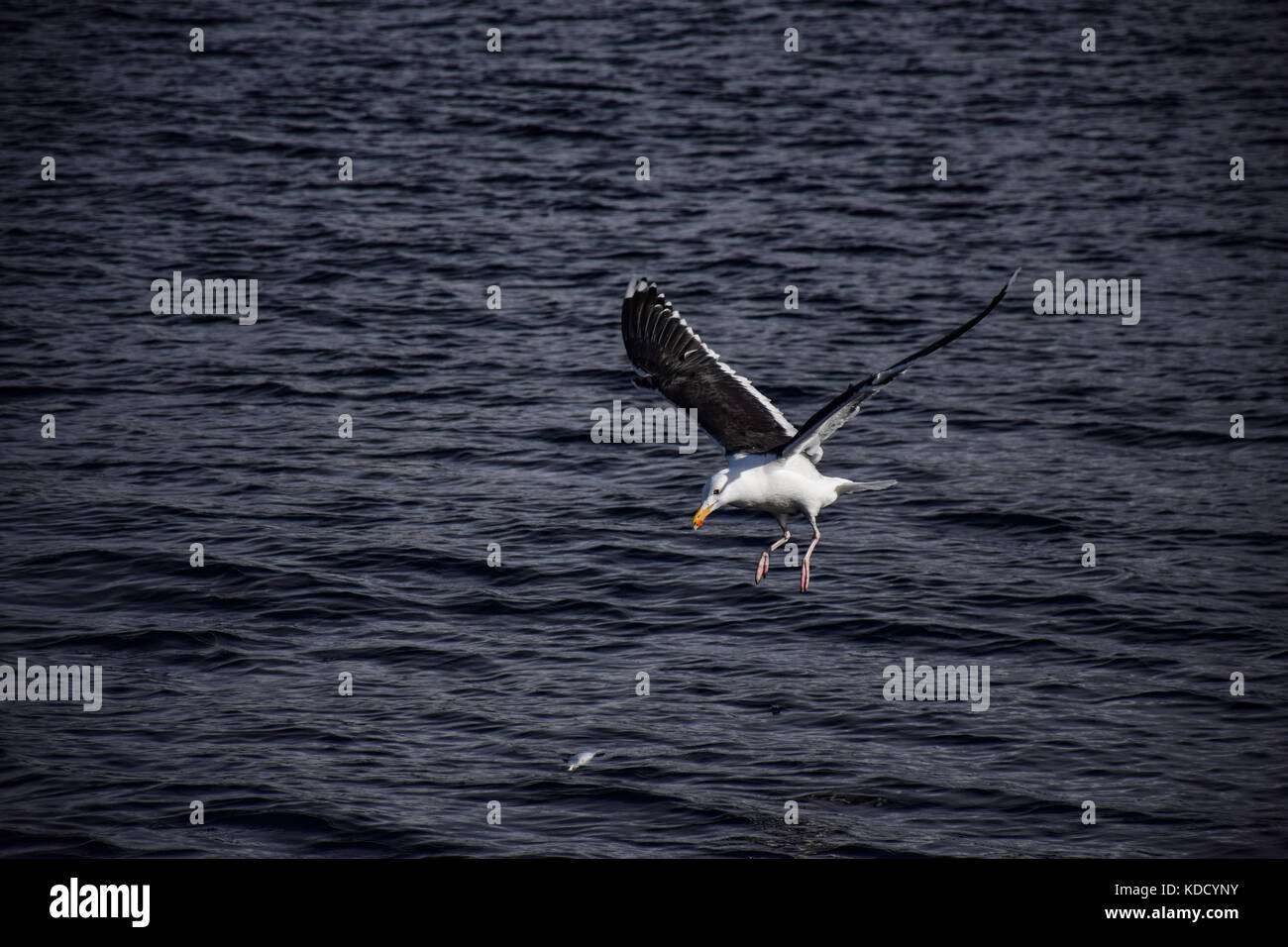 The hungry ocean hi-res stock photography and images - Alamy