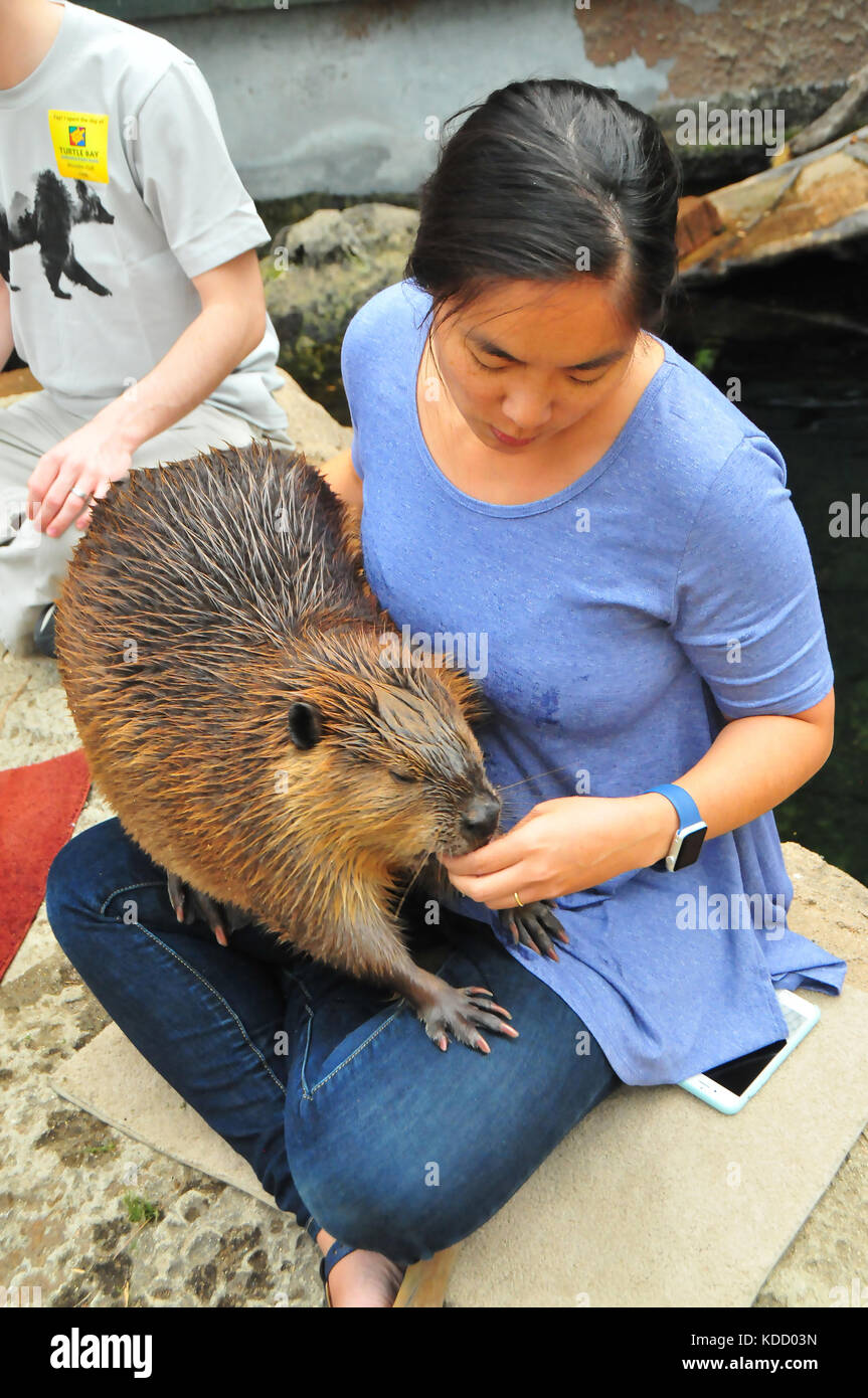 Feeding a beaver is fun at the Turtle Bay Exploration Park, an ...