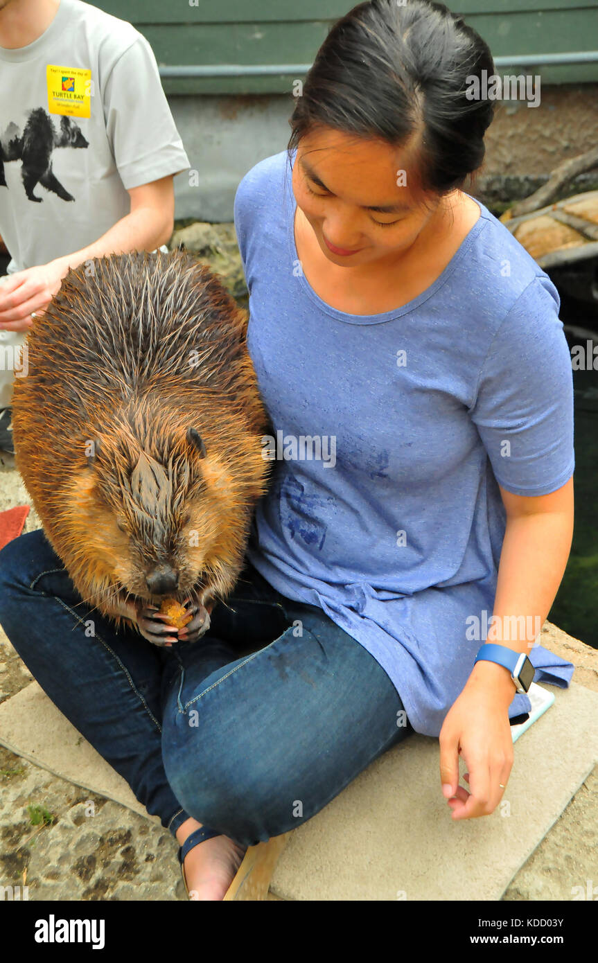 Feeding a beaver is fun at the Turtle Bay Exploration Park, an ...