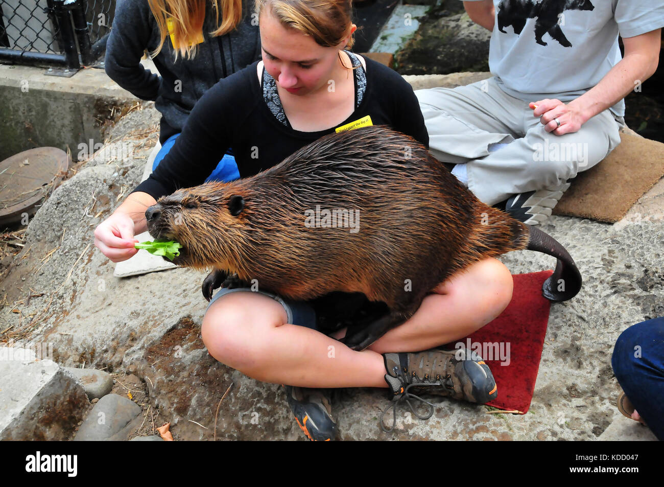 Feeding a beaver is fun at the Turtle Bay Exploration Park, an ...