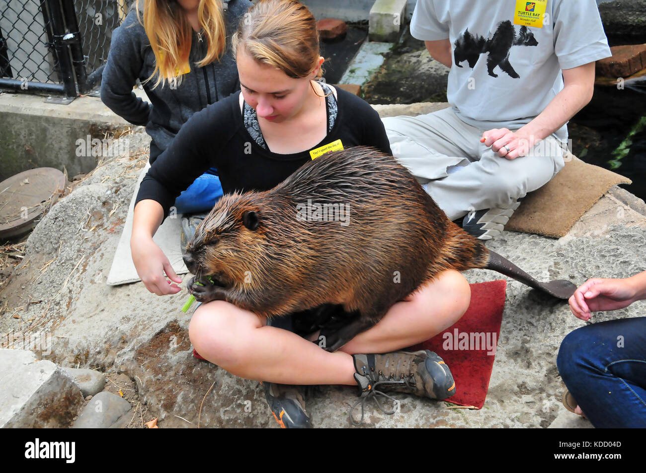 Feeding a beaver is fun at the Turtle Bay Exploration Park, an ...