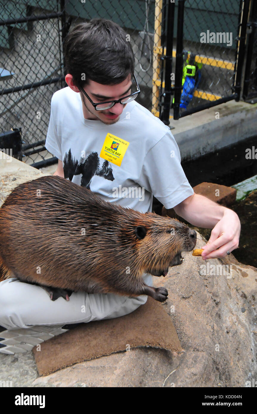 Feeding a beaver is fun at the Turtle Bay Exploration Park, an ...