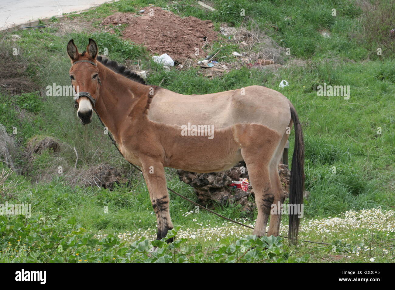 Donkey just had a haircut Stock Photo - Alamy