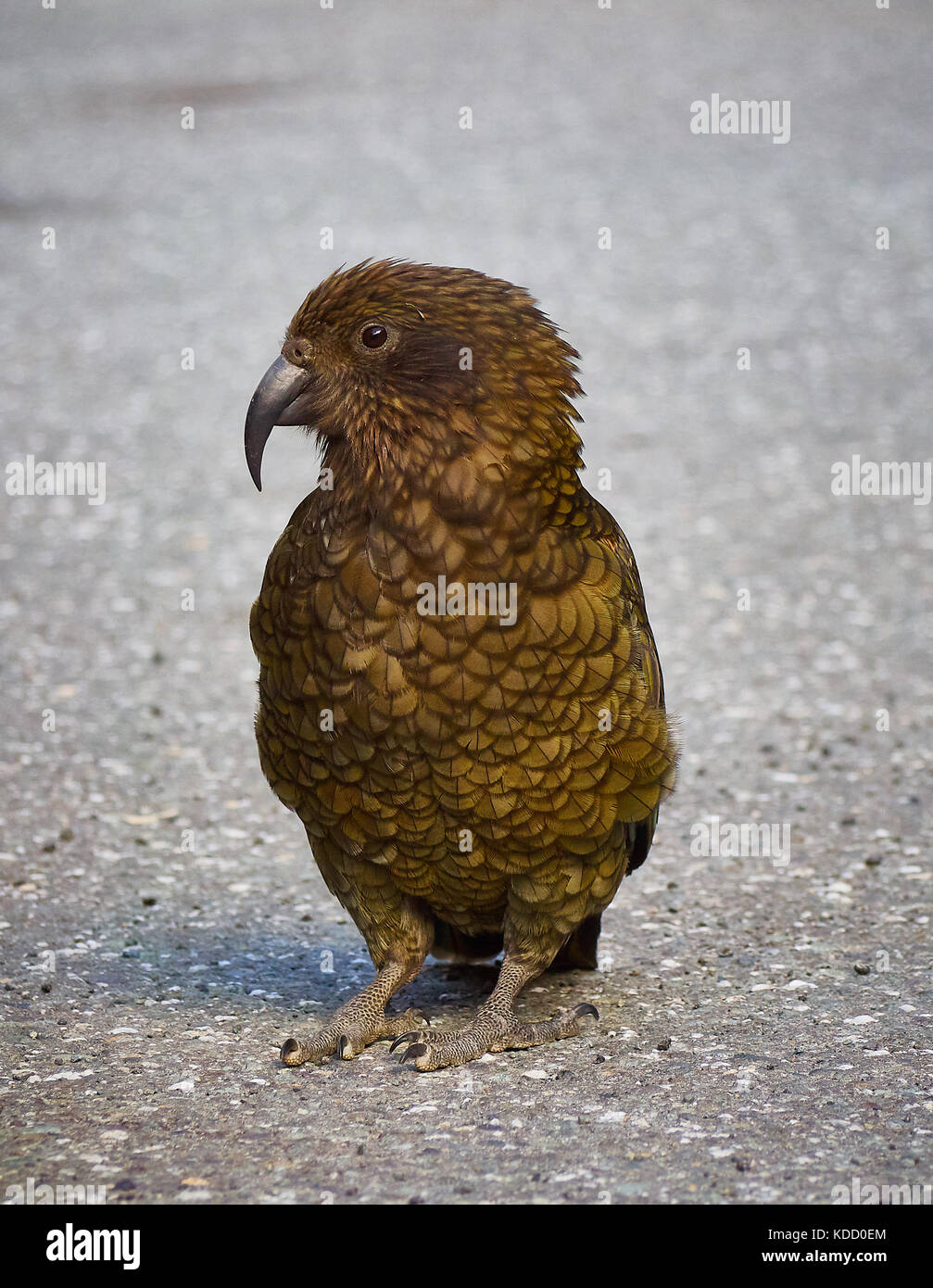 Kea posing hi-res stock photography and images - Alamy