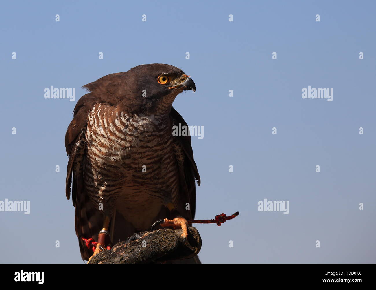 African goshawk hi-res stock photography and images - Alamy