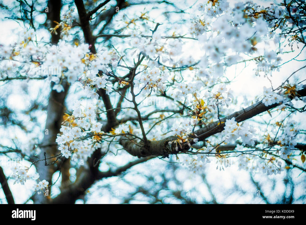 Spring Season Starting Stock Photo - Alamy
