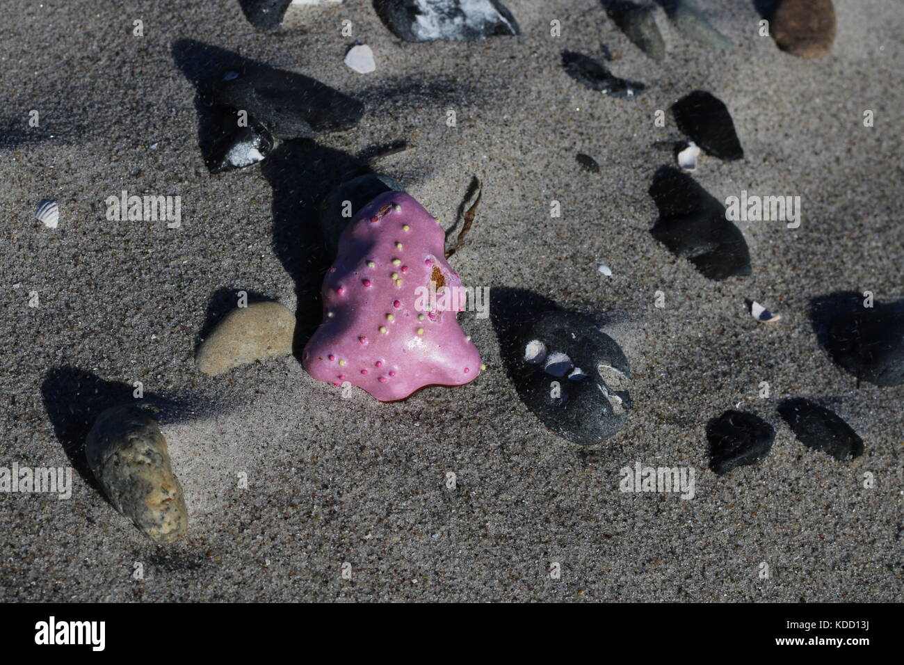 A gingerbread is laying on the beach of the Baltic Sea Stock Photo - Alamy