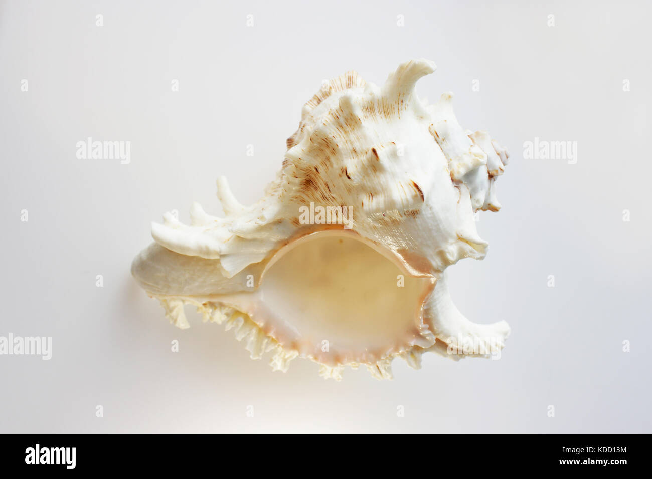 Beauty sea shell from on a white background Stock Photo - Alamy