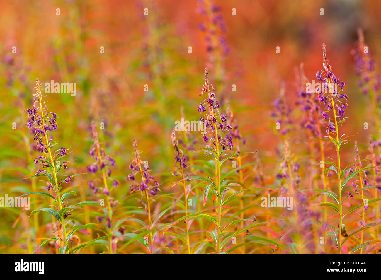 Closeup of fireweed, willowherb on a meadow, autumn. Colorful valley up ...