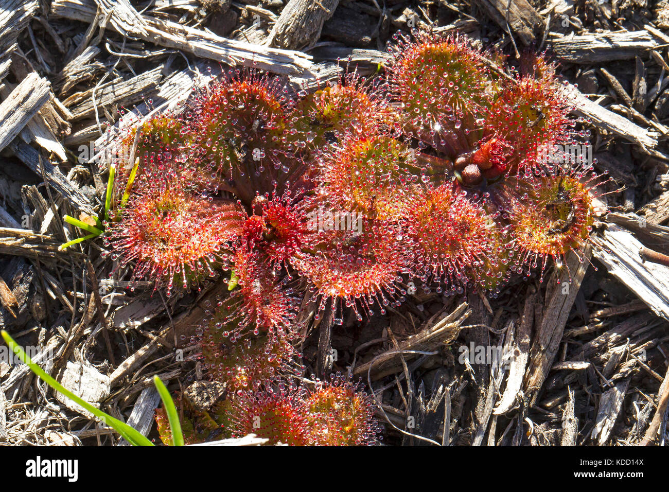 Scented Sundew (Drosera whittakeri) - an Australian carnivorus plant ...