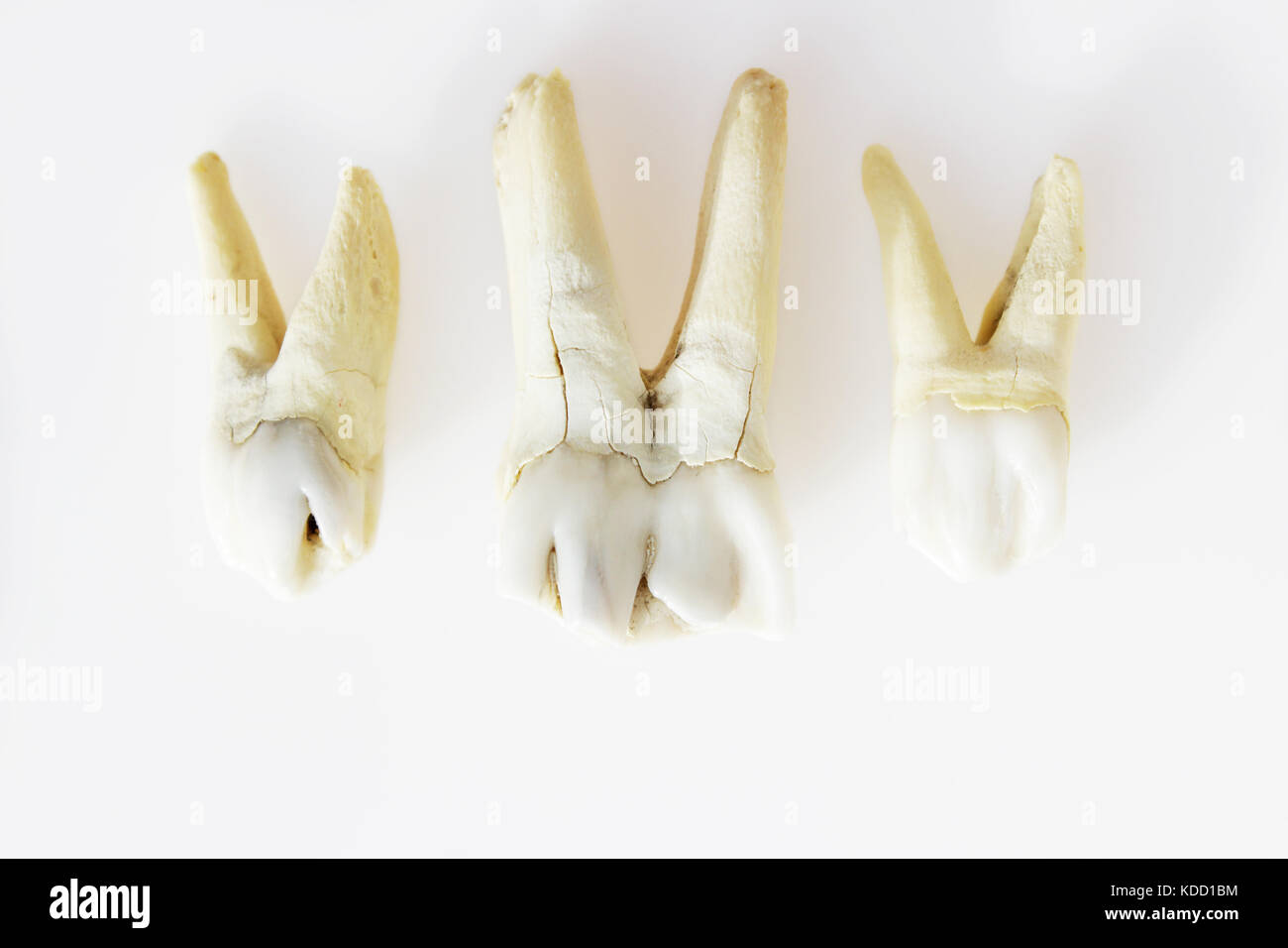 Bovine Teeth